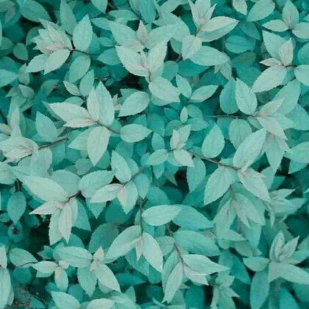 دانلود ریمیکس پادکست شاین میکس دیجی دایموند | Hit Ava