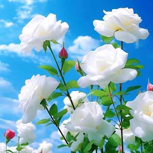 دانلود آهنگ ضربان عشق سوزان روشن جدید ۱۴۰۲ | Hit Ava